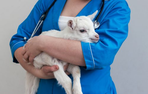 Selenium Deficiency and White Muscle Disease in Goats - Goat Journal